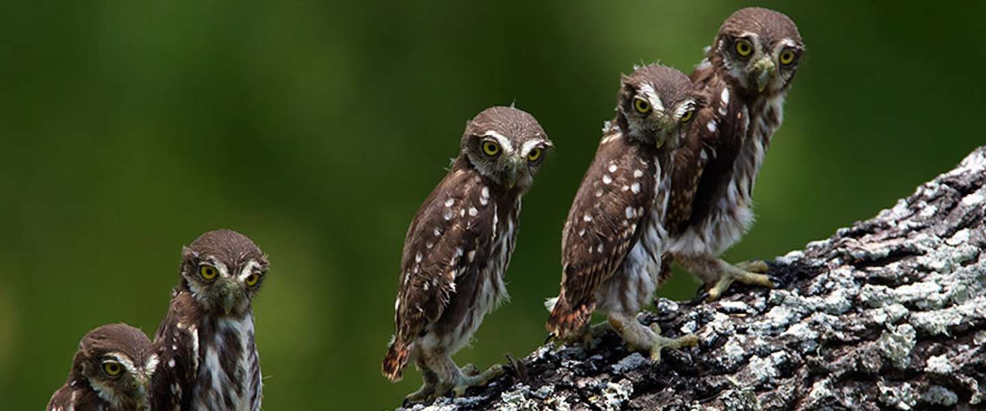 Het meest magische en stijlvolste dier ter wereld – Stylecowboys